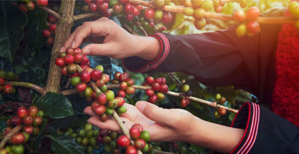 KunDe Coffee | Coffee Green Beans Direct Trade To China