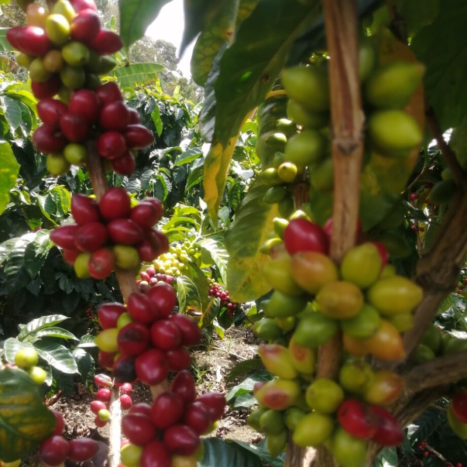 Natural Papayo | KunDe Coffee