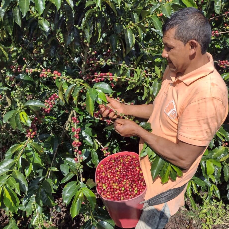 Blend Colombia Castillo Natural COD CCC-SG-MC-0519-1 | KunDe Coffee