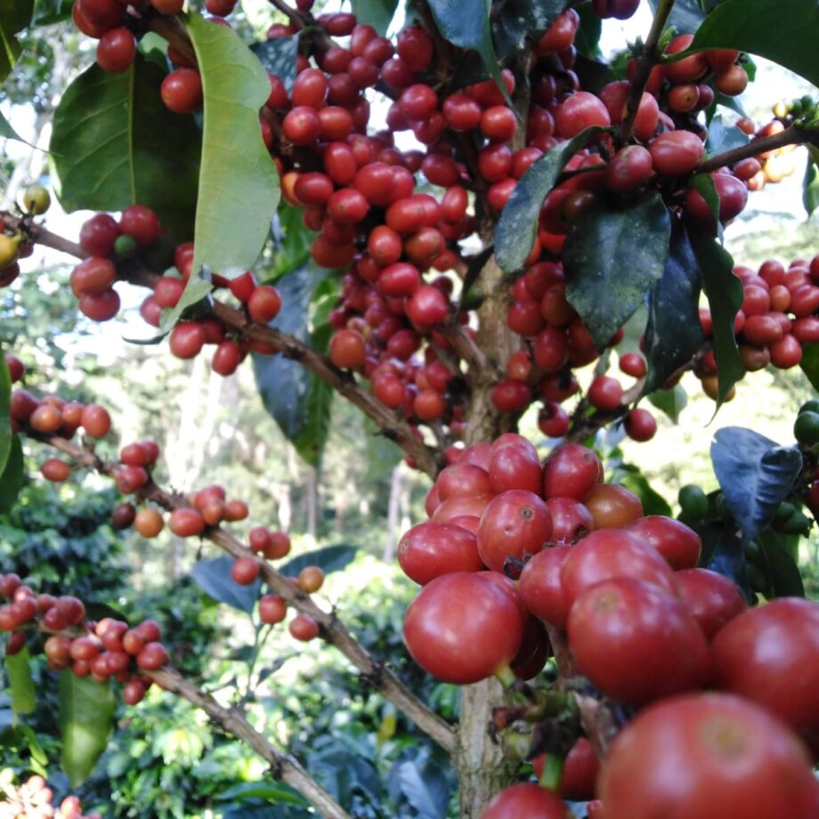 Blend Honey | KunDe Coffee