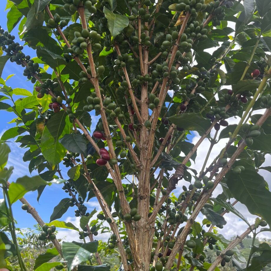 KunDe Coffee | Coffee Green Beans Direct Trade To China