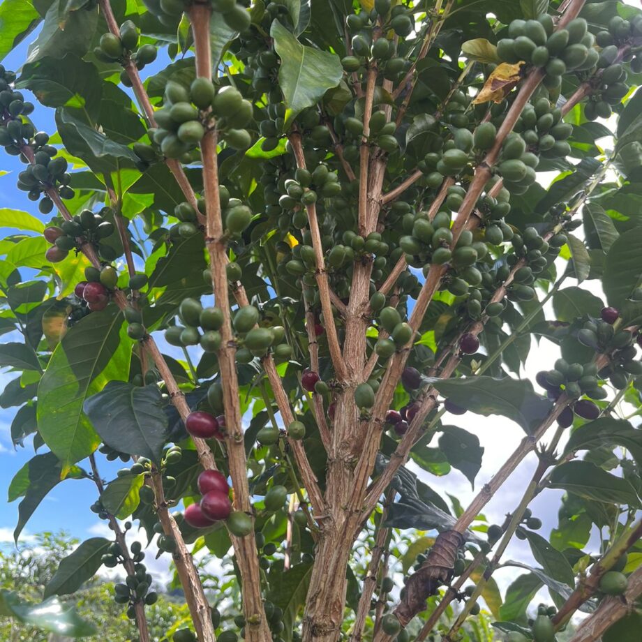 KunDe Coffee | Coffee Green Beans Direct Trade To China