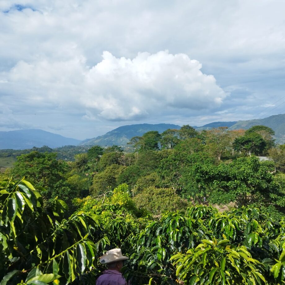 Regional Blend 2 Huila Traditional Washed - 36 Hour Fermentation ...