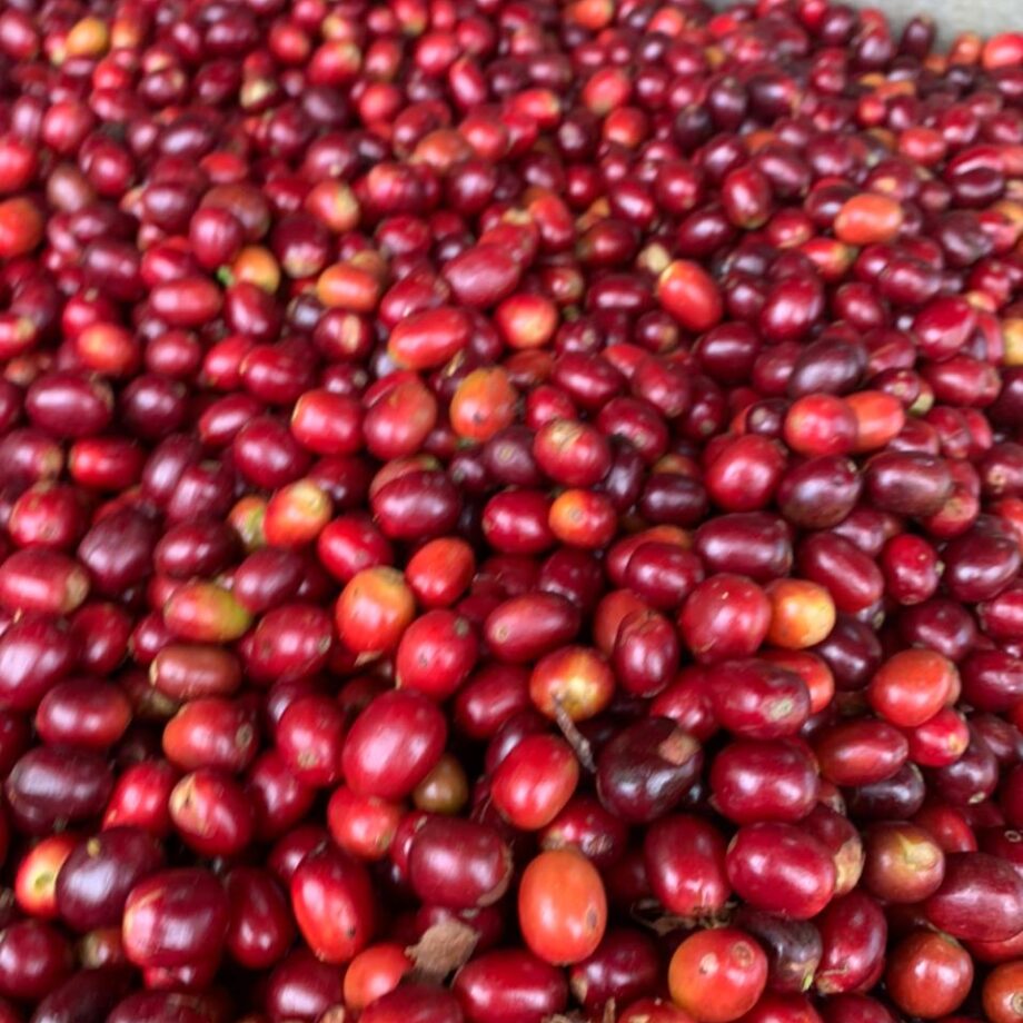 Geisha Traditional Washed Mustra Especial CCRC 2025 | KunDe Coffee