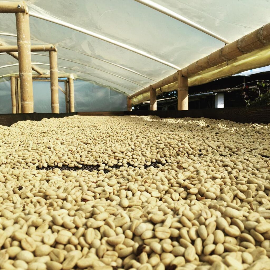 Honey Cod 004 Traditional Pink Bourbon | KunDe Coffee