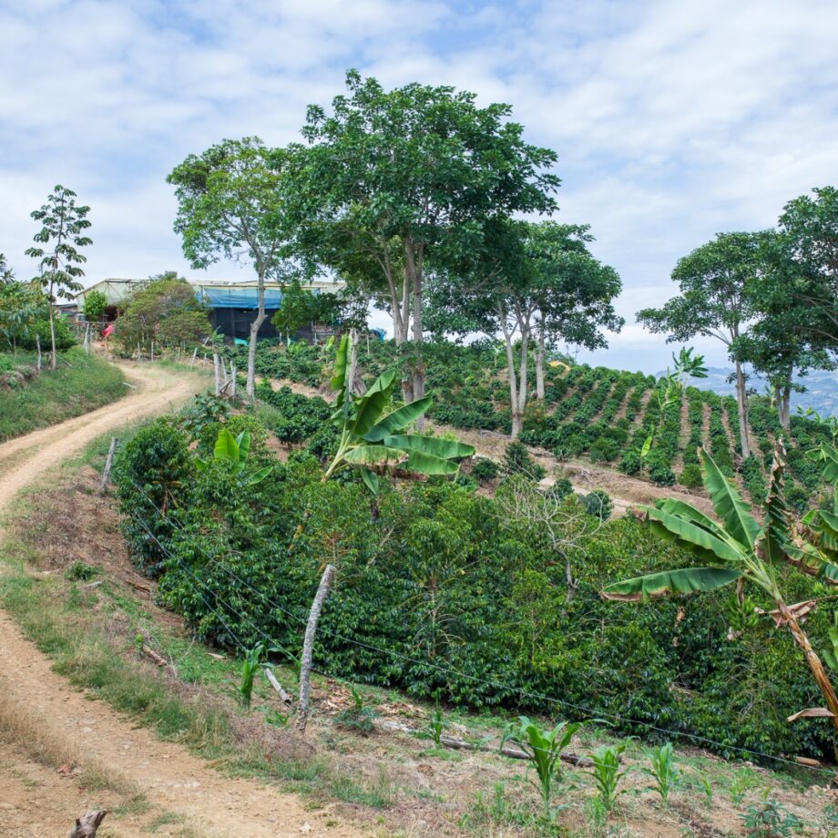 Geisha Washed - Double Fermentation | KunDe Coffee