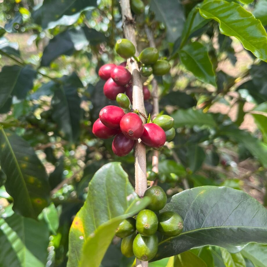 KunDe Coffee | Coffee Green Beans Direct Trade To China