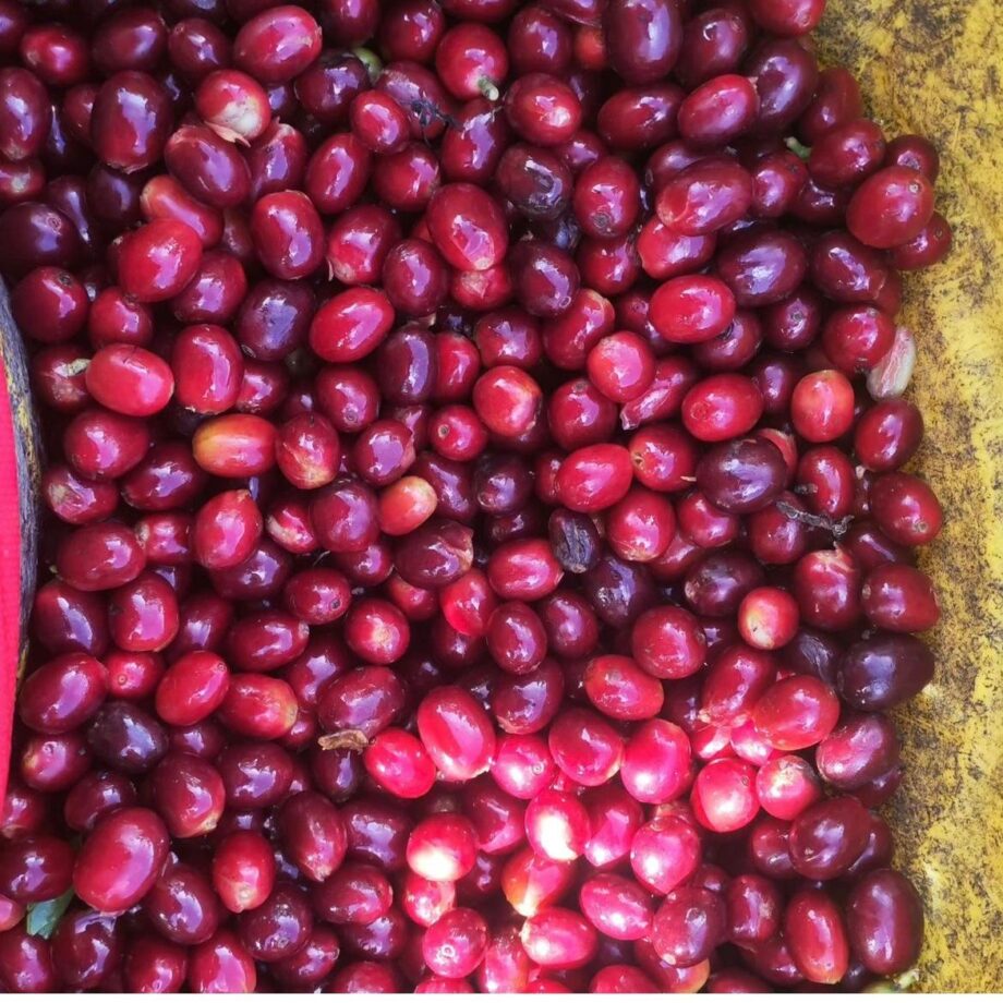 Washed Geisha JC 270 Thermal Shock - Double Fermentation | KunDe Coffee